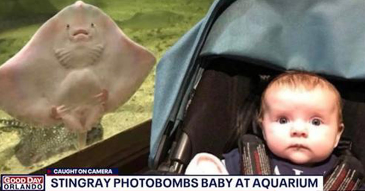 Stingray photobombs baby's picture with matching expression