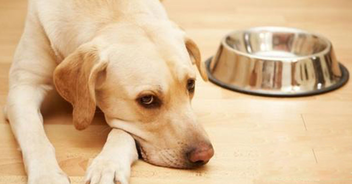 Vet explains what pets do in their final moments just before they're ...