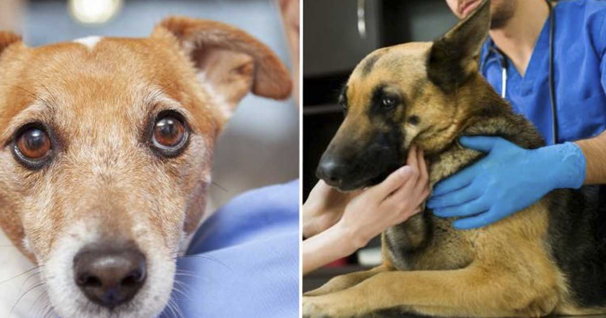 Veterinarian Lends Emotional Advice to Pet-Owners Putting Their Animals ...