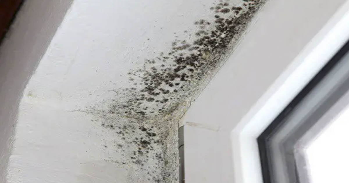 6 Ways to Kill Mold Naturally