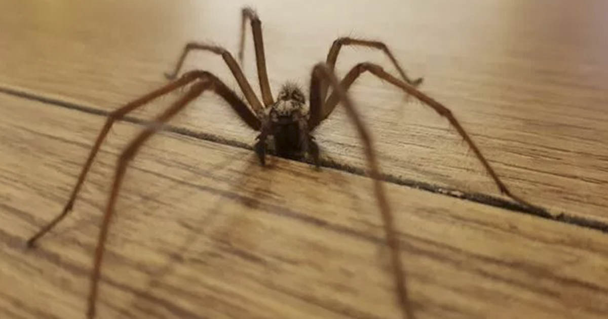 The ‘dirt cheap’ solution that prevents spiders from invading your home