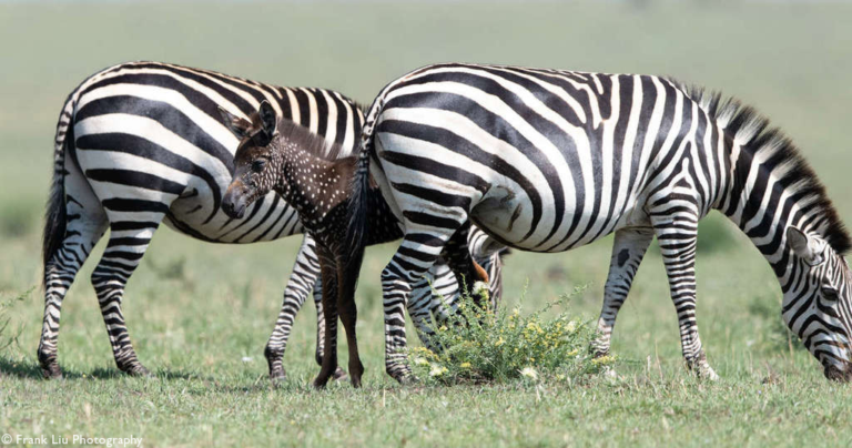 Adorably Rare Baby Zebra Was Born With Polka Dots Instead Of Stripes ...
