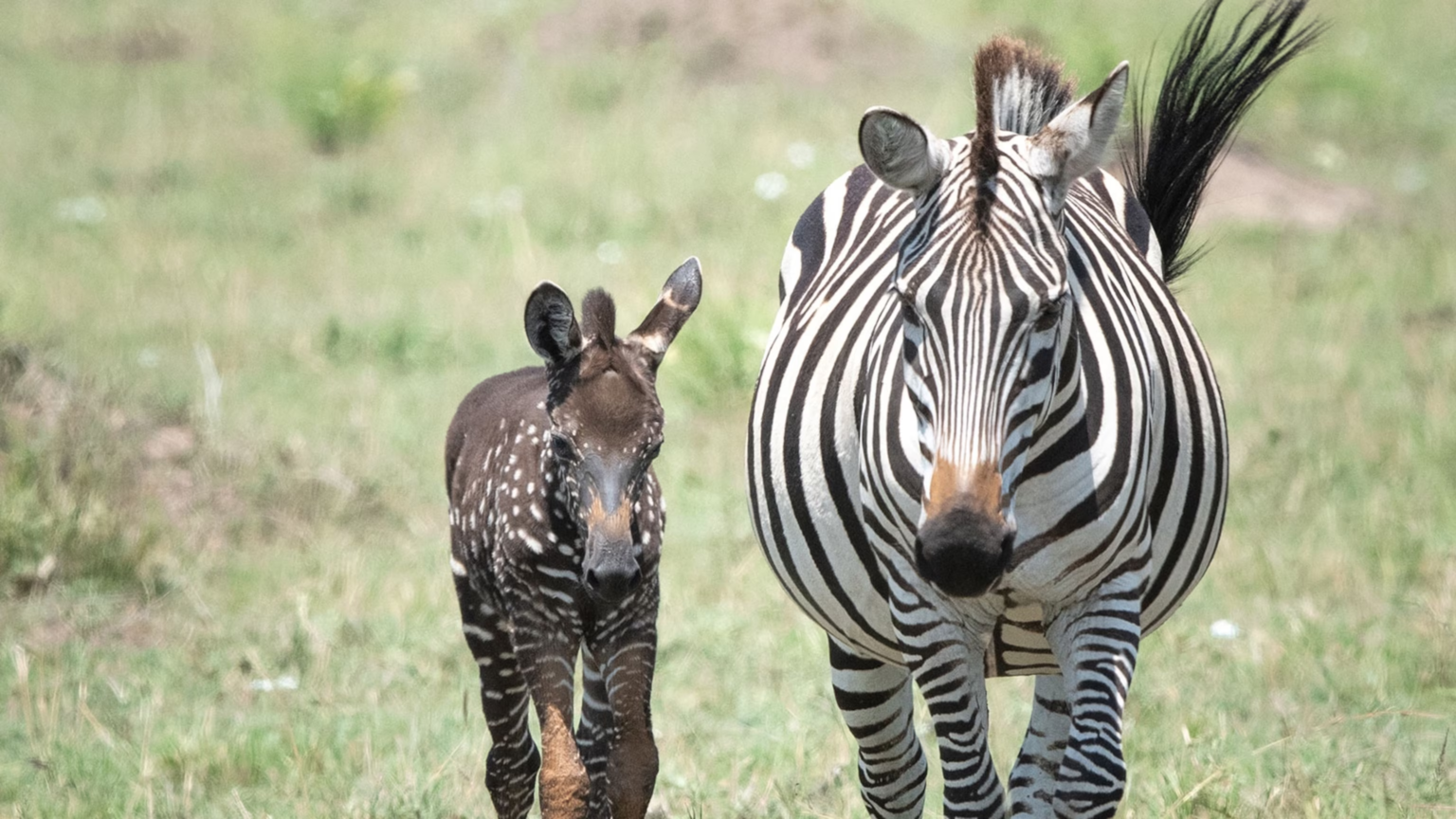 Adorably Rare Baby Zebra Was Born With Polka Dots Instead Of Stripes ...
