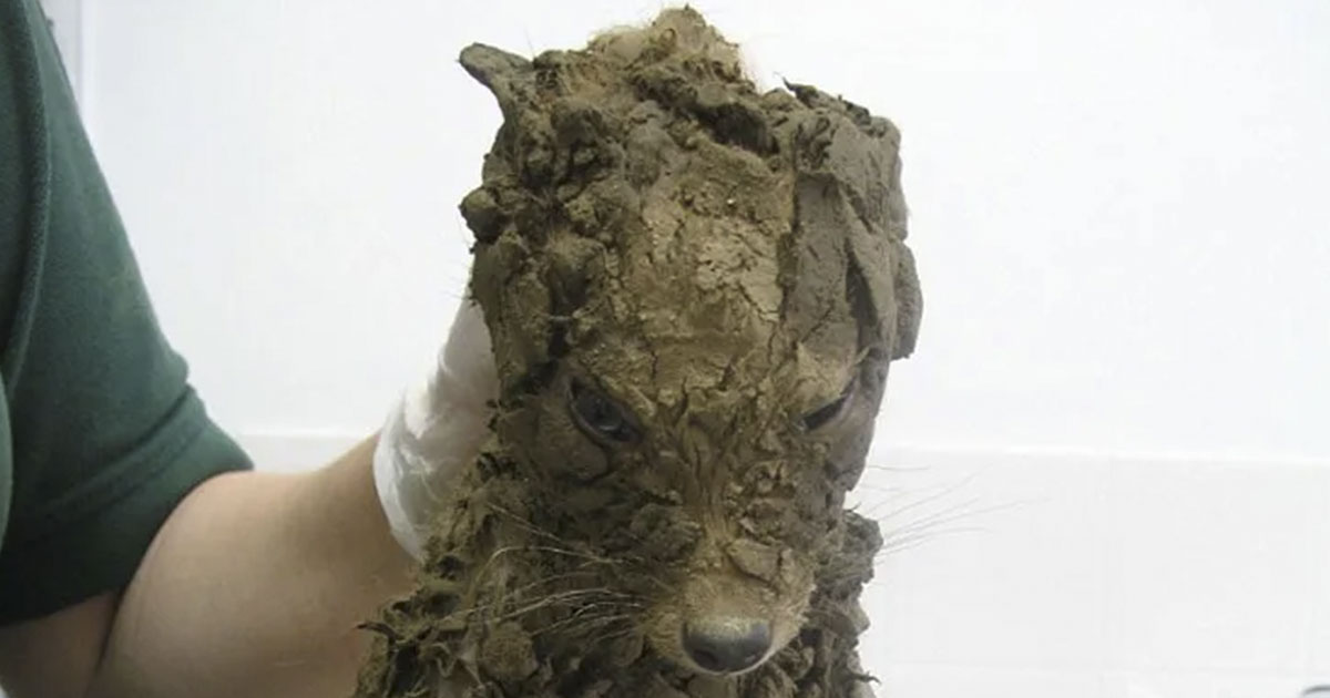 Animal Rescue: Workers Find “Puppy” Covered in Mud and are Astounded ...
