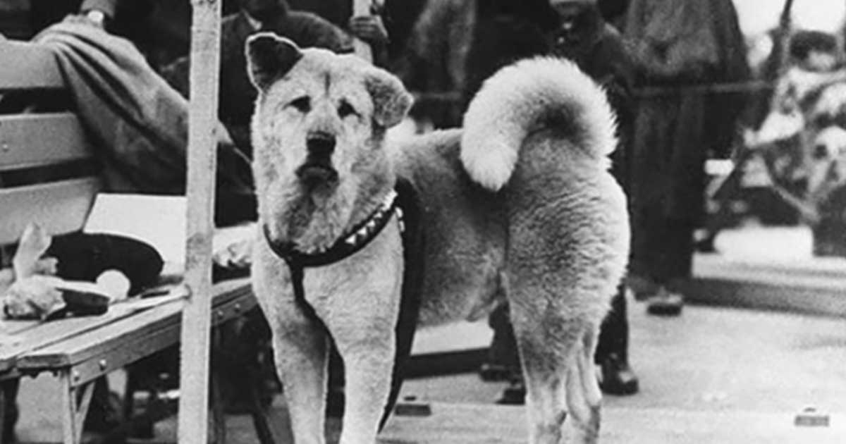 Rare Photos of Hachiko Waiting for His Owner Have Resurfaced, and ...