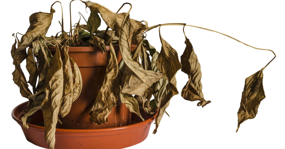 Mom shares $5 hack for bringing dead plants ‘back to life’ : Secret ...