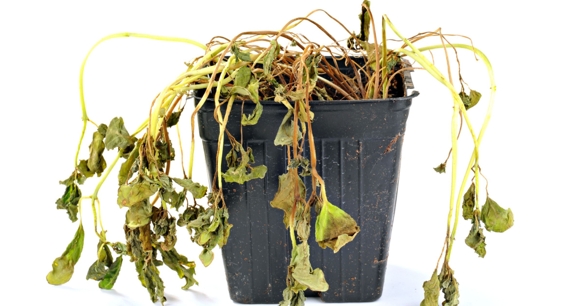 Mom shares $5 hack for bringing dead plants ‘back to life’ : Secret Life Of Mom