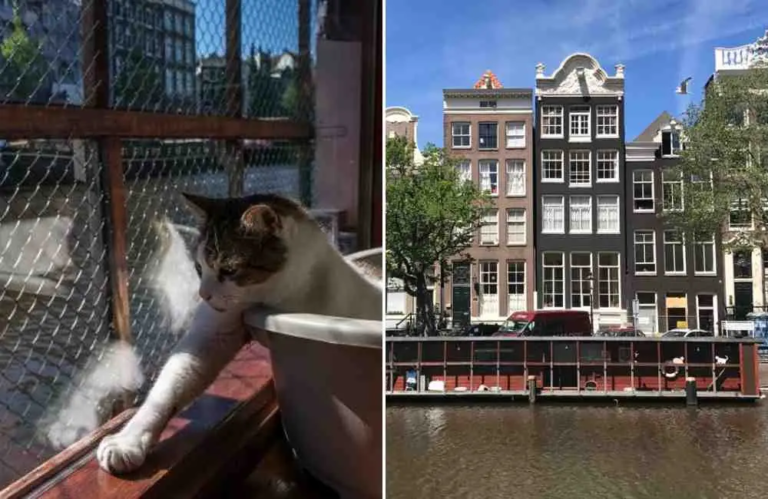 50+ Bizarre Things They Only Do In The Netherlands