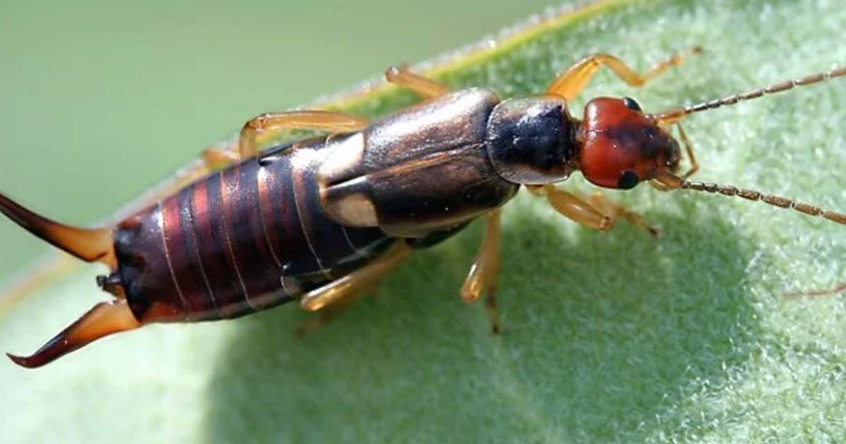 How to Get Rid of Earwigs