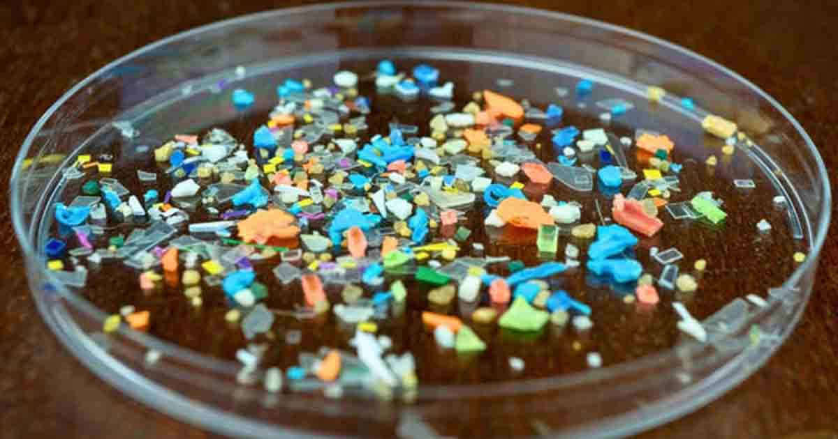 10+ Foods Most Likely to Be Contaminated with Microplastics