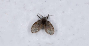 How to Deal with 10 Common Bathroom Bugs : Secret Life Of Mom