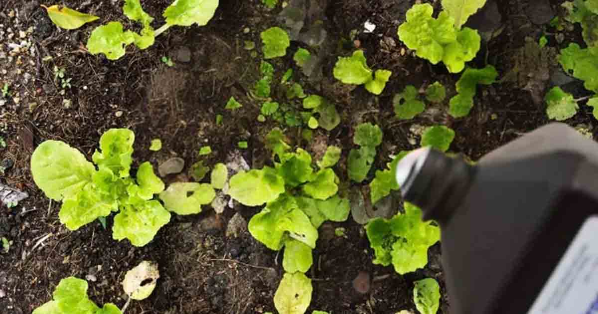 How to Use Hydrogen Peroxide to Enhance Plant Growth
