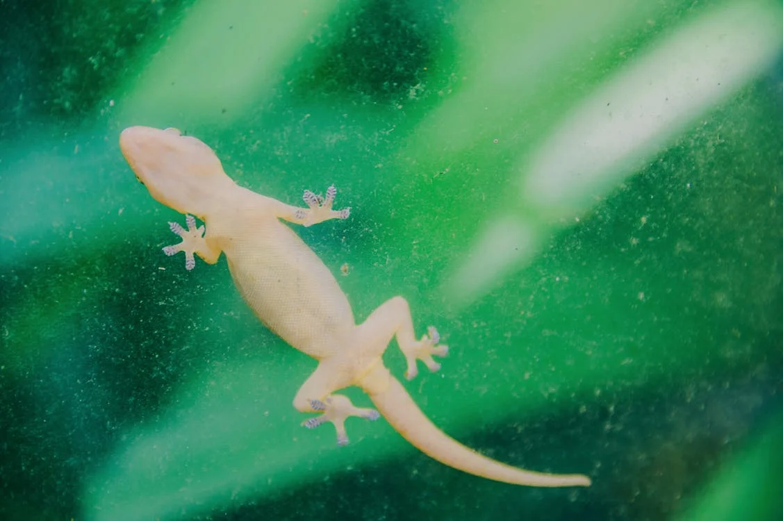 What Do Lizards in Your Home Symbolize? The Spiritual Meaning Explained