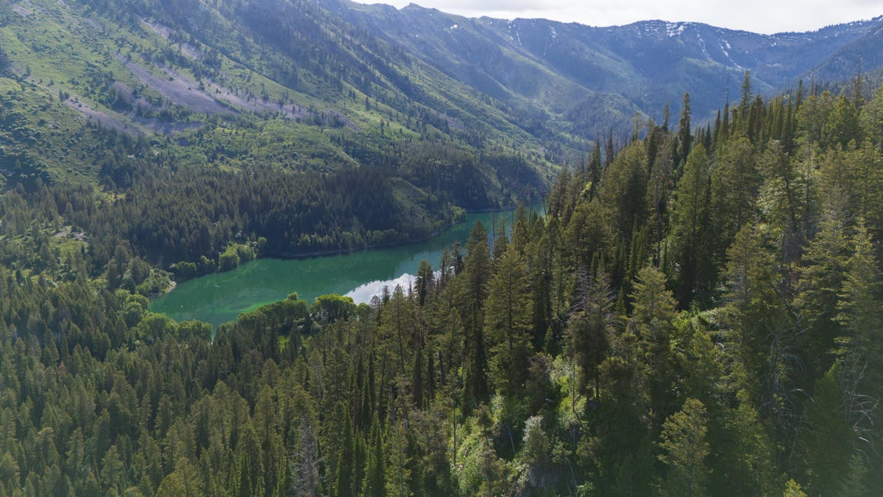 How Harrison Ford Helped Save a Boy Scout Lost in Yellowstone After ...