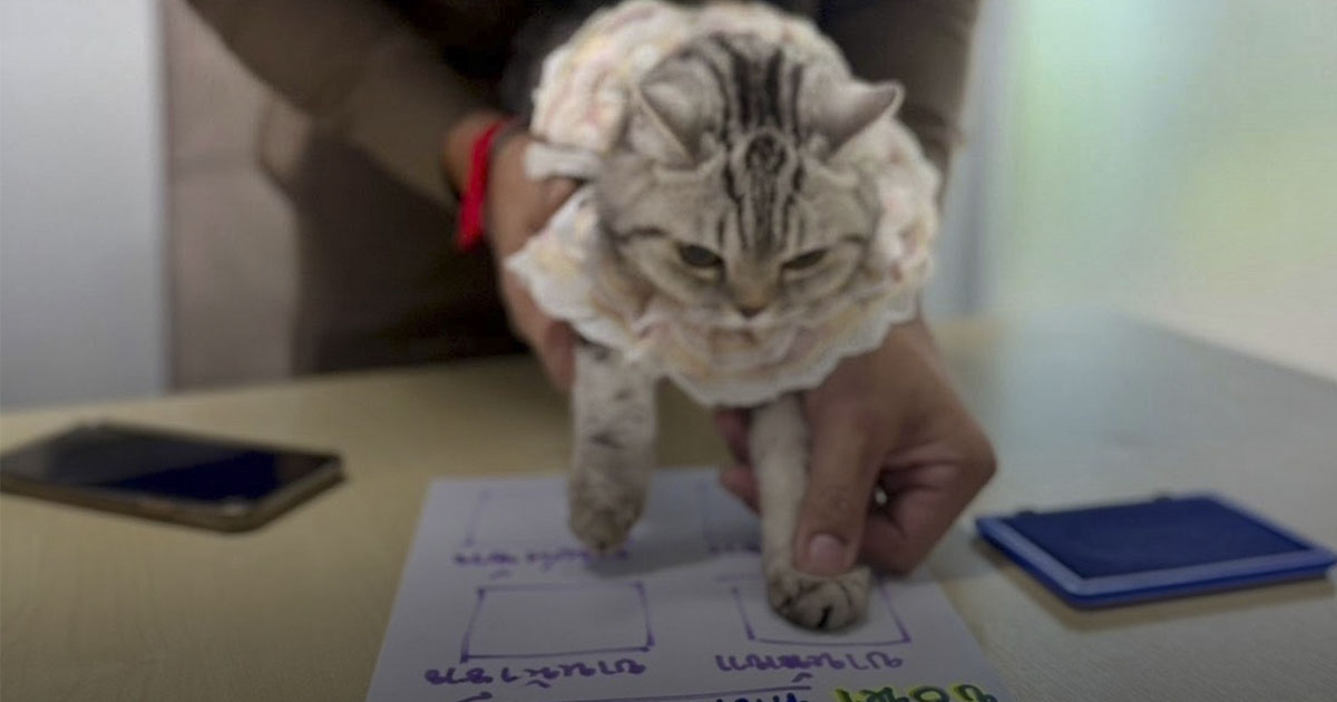 Cat ‘Arrested’ in Bangkok After Biting Cops During Rescue, Mugshot Goes ...