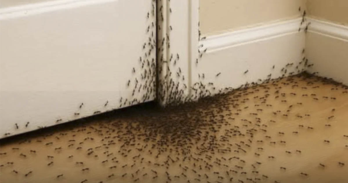 What The Universe Is Trying to Tell You When Ants Invade Your Home