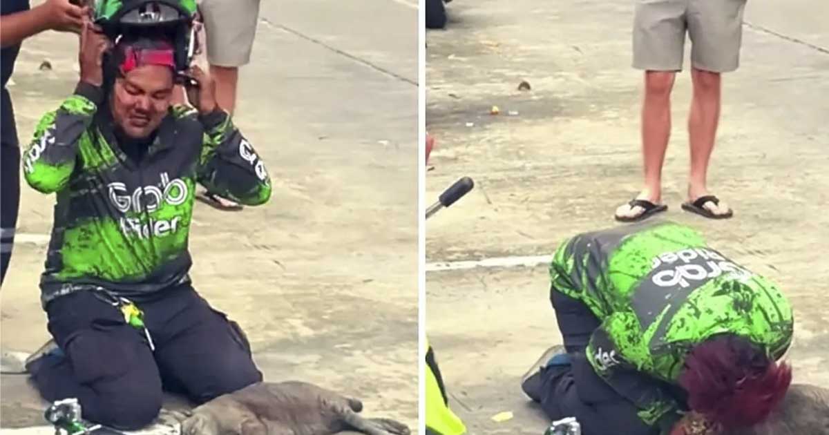 6 Animal Rescue Stories That Will Restore Your Faith in Humanity