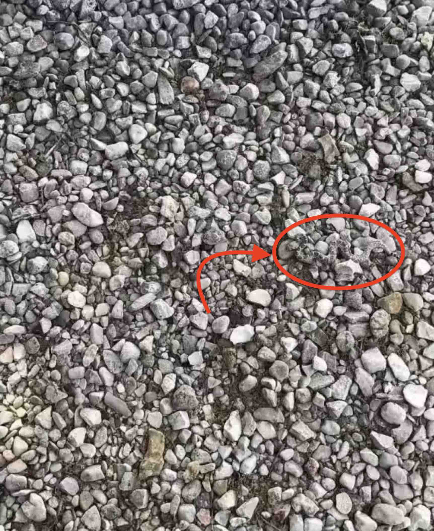 Hidden Snake Photo Challenge Reveals How Sharp Your Eyes Really Are