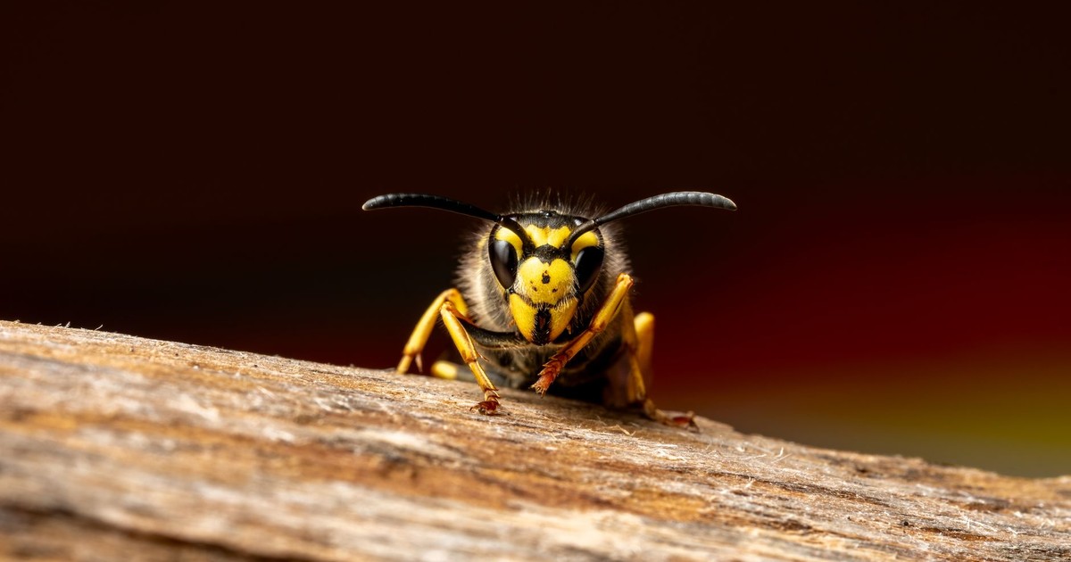 Here's how to safely remove a wasp's nest so you don't ruin your summer